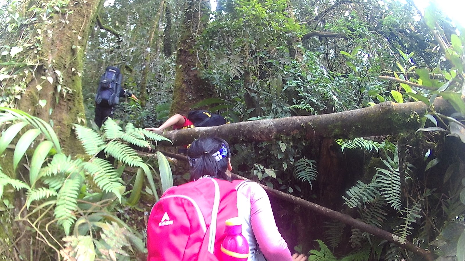 Gunung barus atau Deleng Barus Tanah Karo, Sumatera utara