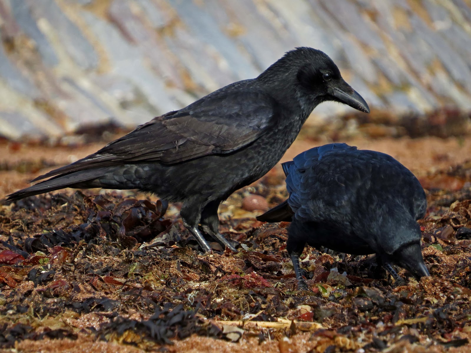 Mareando la perdiz: Corneja negra