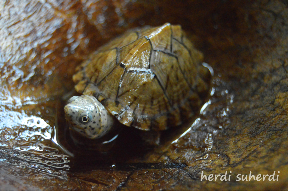 CARA MERAWAT BABY KURA RAZORBACK MUSK TURTLE ~ #SEMUA ADA