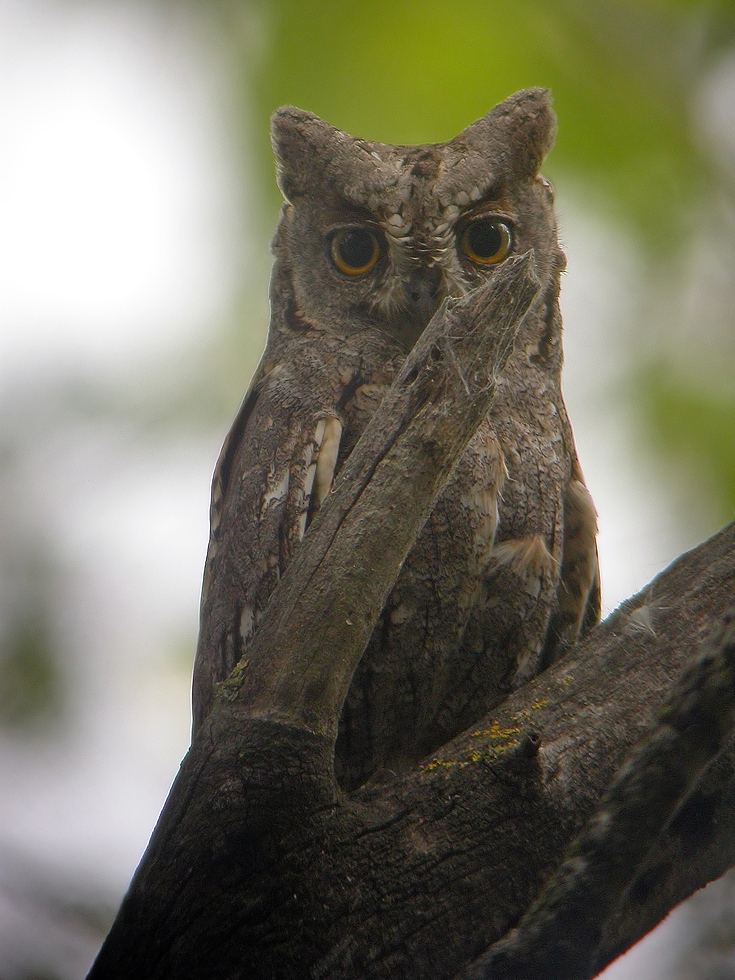 Aves de Marbella: El Búho más pequeño.