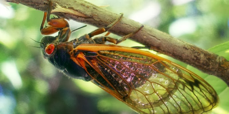 The Jungle Store: Color Changing Cicadas
