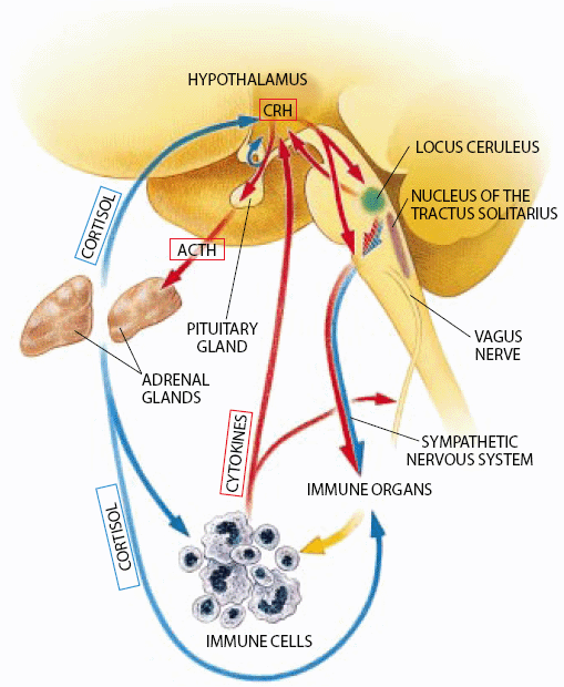 The Scientific Journals: The Mind-Body Interaction in Disease : 4. The ...