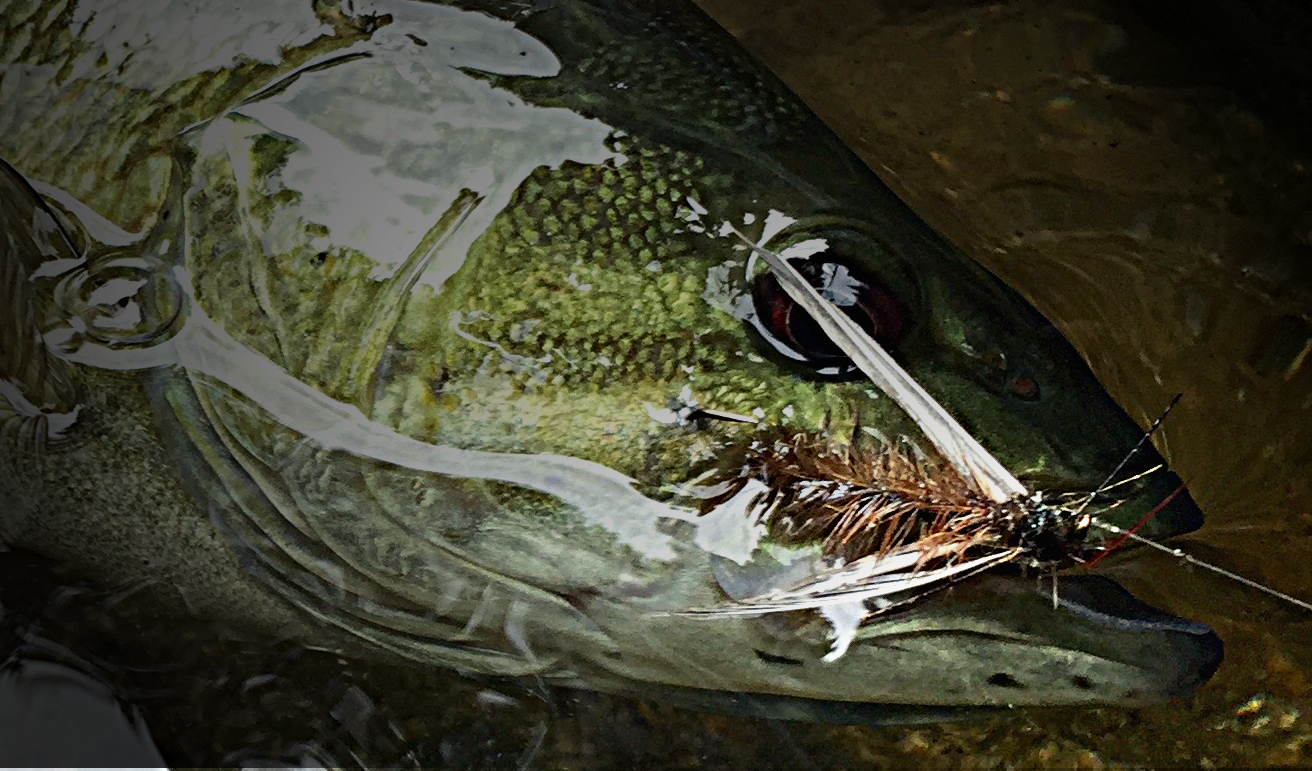 FlySpoke: Big Dry Fly (Rodan)