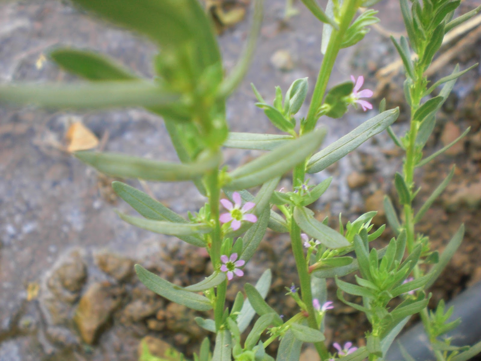 Perfumes y luces de Extremadura: Lythrum hyssopifolia, hierba de toro.