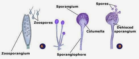 REPRODUCTION PROCESS OF FUNGUS