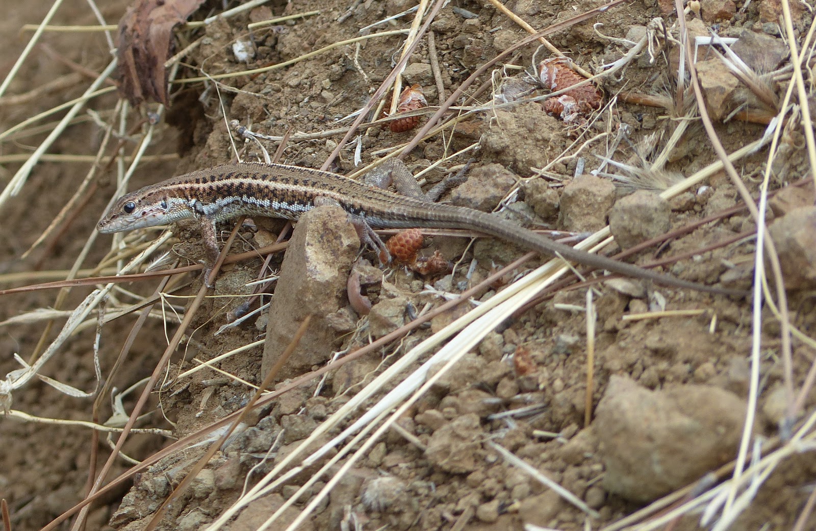 A Field Notebook: Lizards in Cyprus