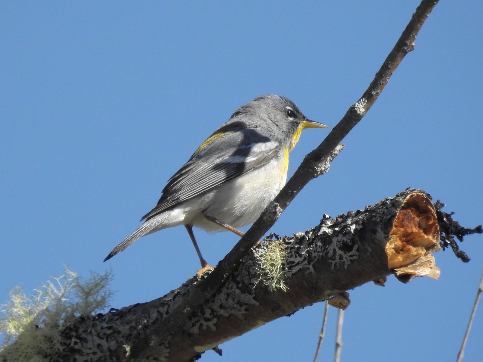 Bev's Nature Blog: Northern Parula