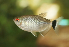 Finned Friends: Red Eye Tetra