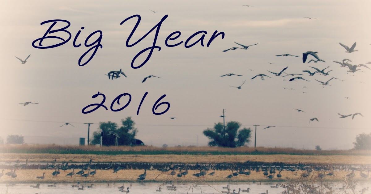 Wings and Daydreams: Big Years