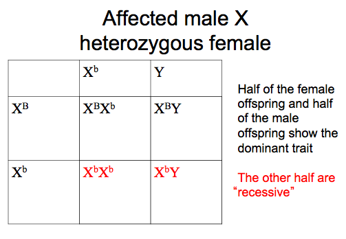 Chapter 11: Mendelian Genetics | Biology, as if it mattered