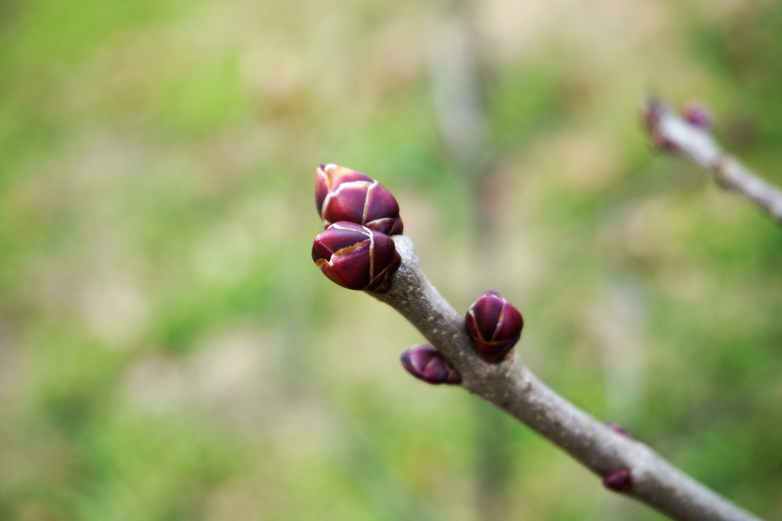 Plantas de Huerta Otea, Salamanca: Lilo, lila común (Syringa vulgaris)