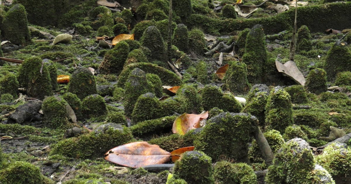 Queensland Coast: Mossy Mangroves in the Daintree