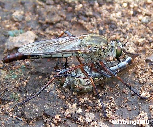 South African Photographs: Robber Fly (Microstylum)