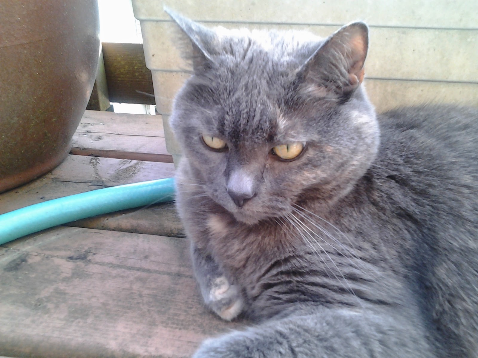 Pictures of My cat Grizz