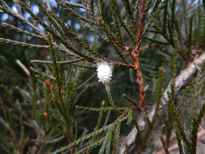 Squirrel's View: Spider egg sacs in winter and cedar apple rust