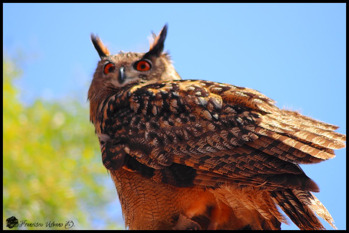 El Rincon De Fuerteventura "F.U": 2011