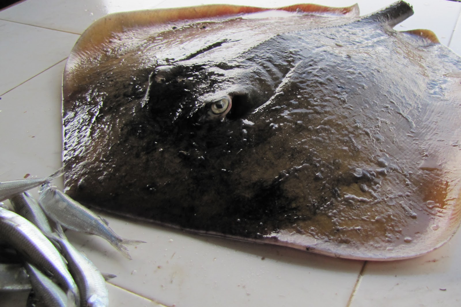 Dipa's Daily Dumplings: Likoni Fishermen