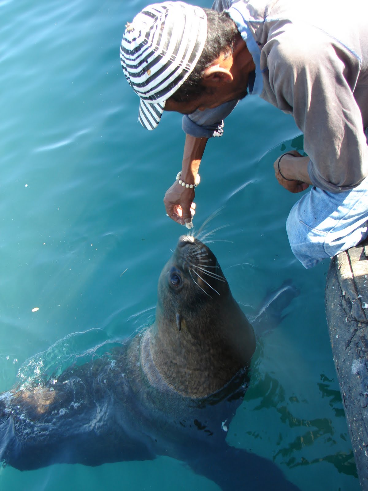 DISCOMBOB'S BLOG: Crazy baboons, slippery seals