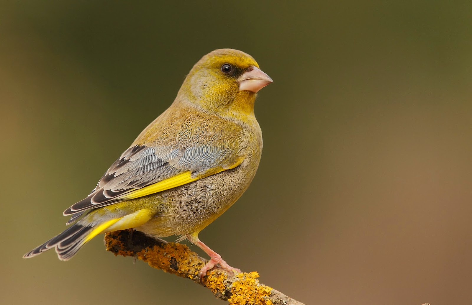 NATURAGIRONA: PASSERIFORMES