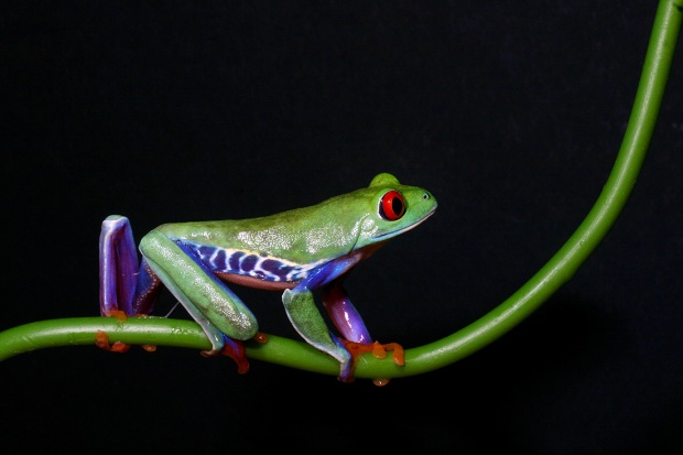 Koleksi gambar-gambar katak pokok berwarna-warni oleh Angi Nelson ...