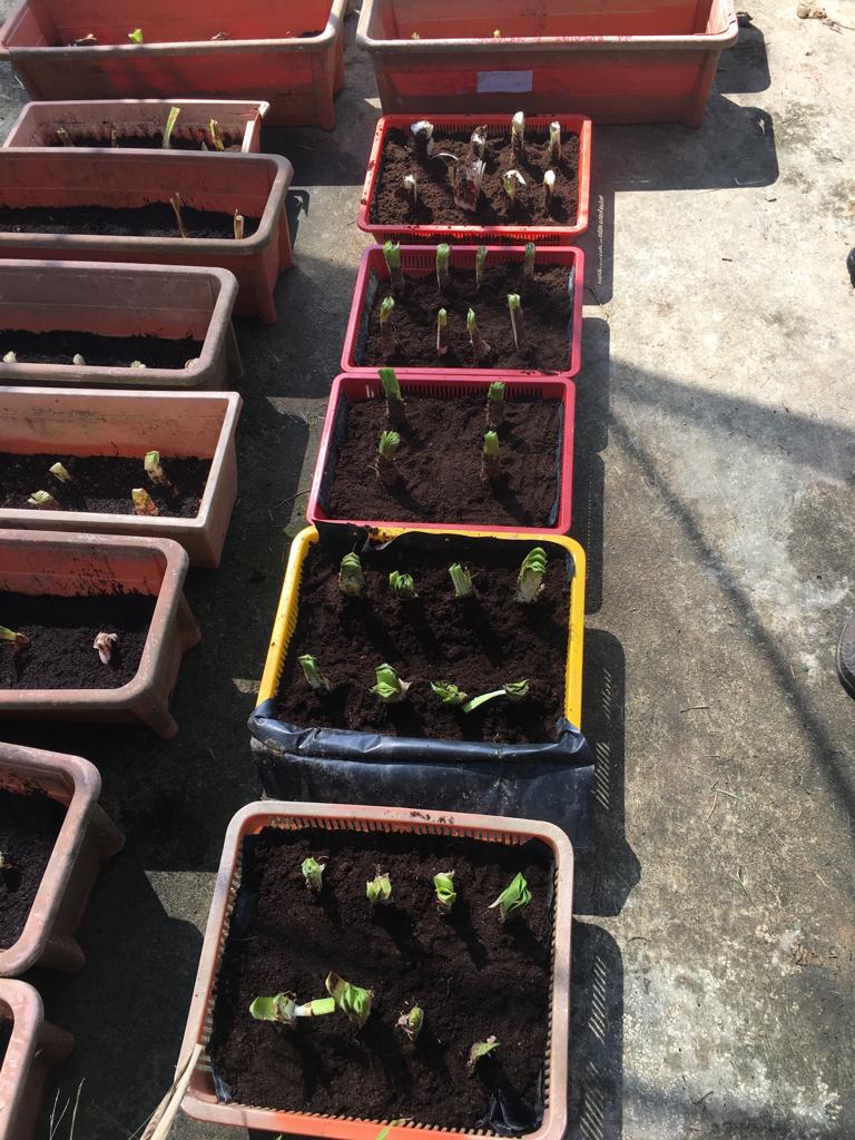 PEMBIAKAN VEGETATIF (BEBAWANG/BULBS) & CANTUMAN BAJI