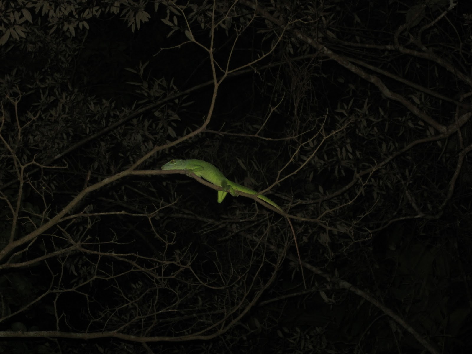 east coast heart and a west coast mentality: NASBR conference in Puerto ...