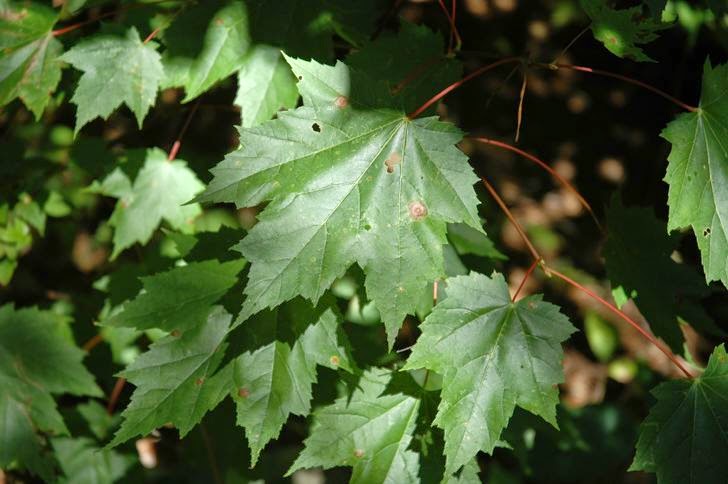 Field Biology in Southeastern Ohio: Maples of Ohio