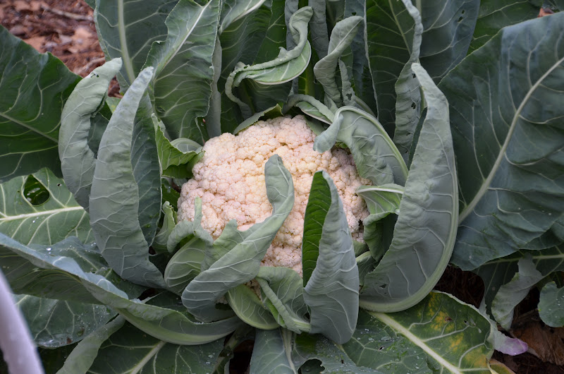 Garden Ally: When Life Gives You Giant Cauliflower...