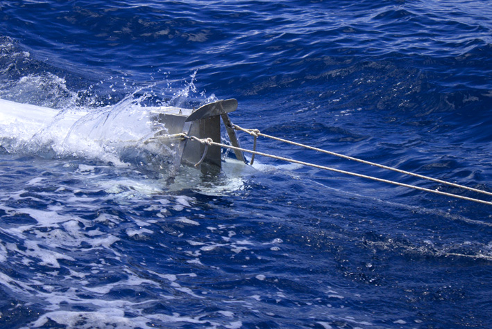 Samples from the Manta Trawl