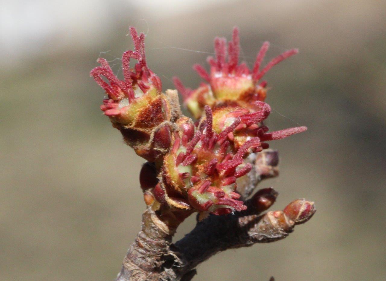 Sarah Lynn's Nature's Splendor: Photos: Spring Buds