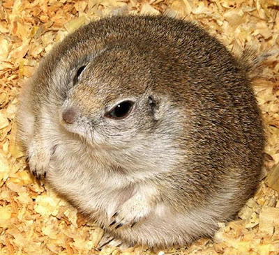 Funny Fat Pet Photos Maret 2014 - Lowongan Kerja 2014