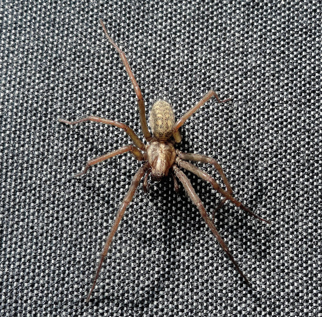 Weert en natuur: Allemaal beestjes #10