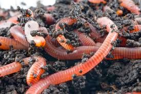 Seed to Feed Me: WORM FACTS