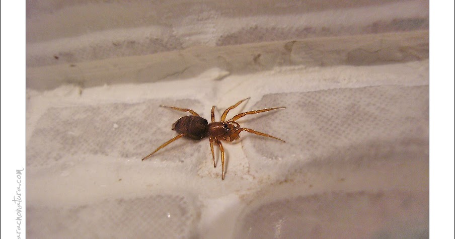 El misterioso cuarto de baño ~ Aracno Natura