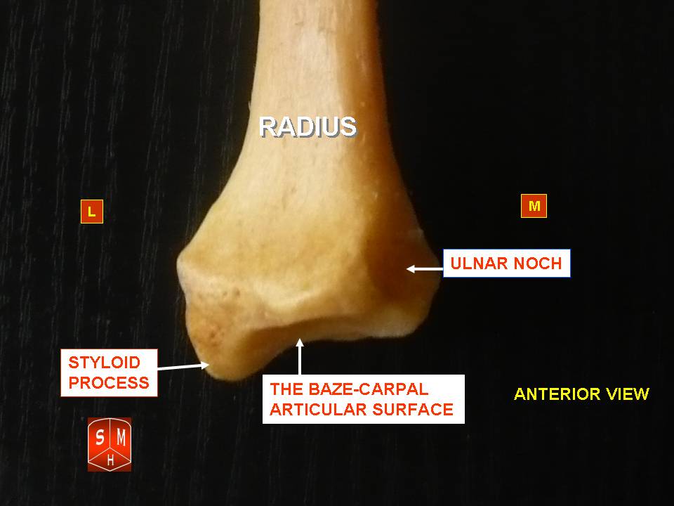 RICKETS IN ANIMALS