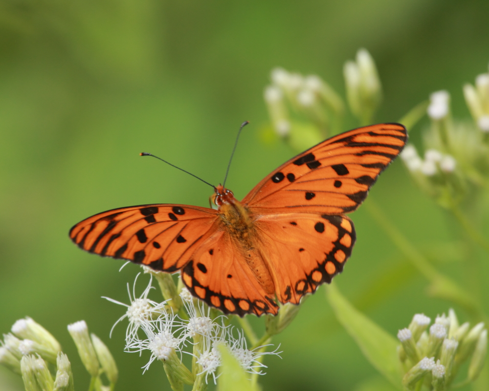 The Nomadic Naturalist: Dominican bird highlights
