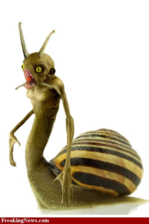 The Littlest Farm: Creatures of the night are eating my cabbage