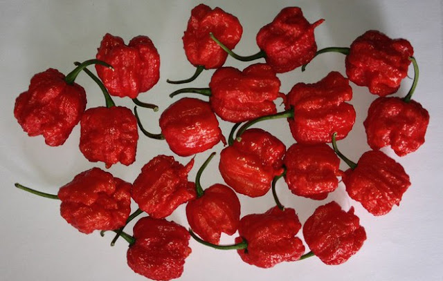 eInquisidor: El chile más picante del mundo