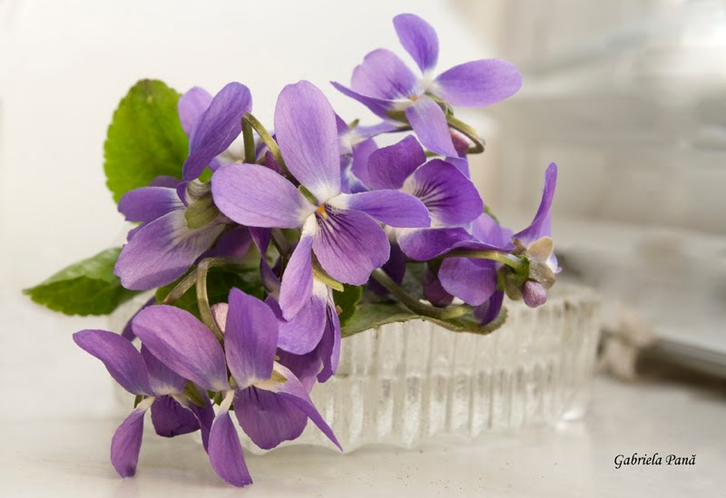 floral: micşunele...