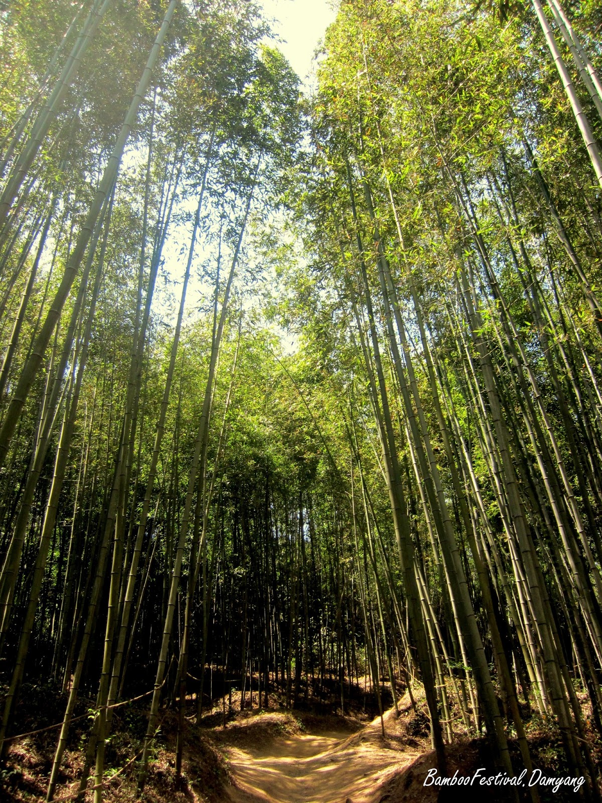 Damyang Bamboo Festival - Footprints of Erica