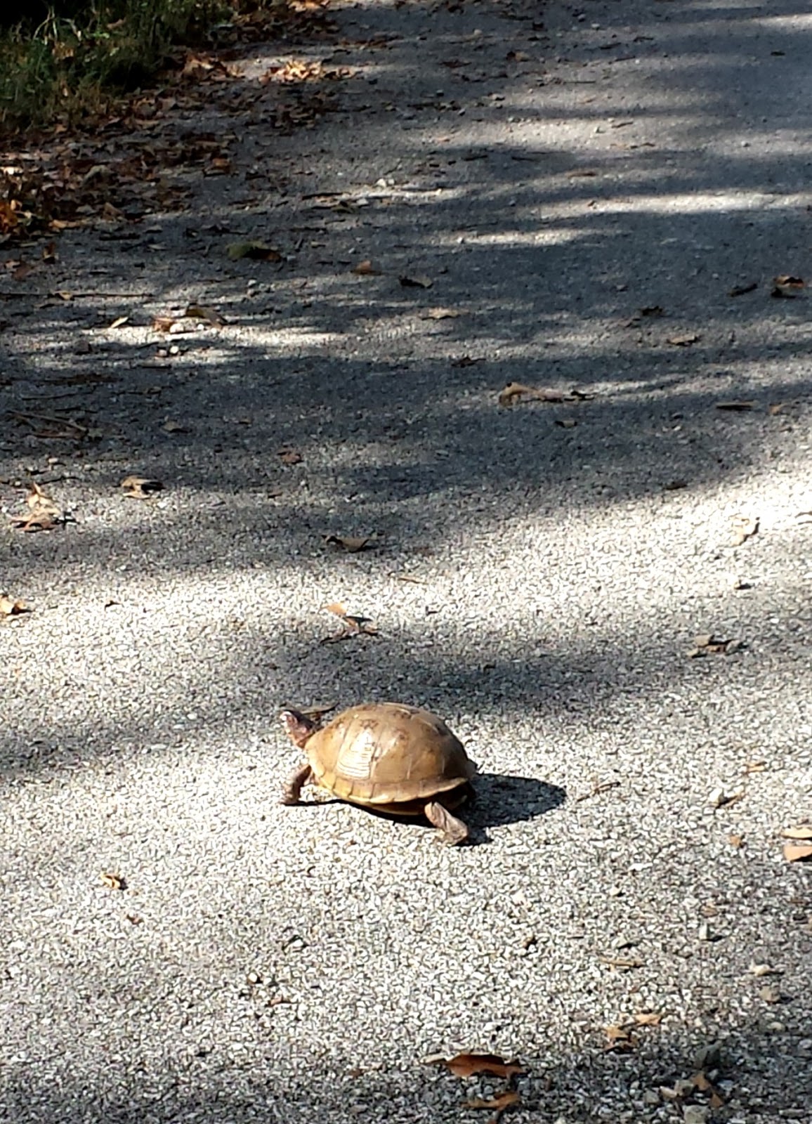 Divinebunbun's Rugged Rural Missouri: 2013