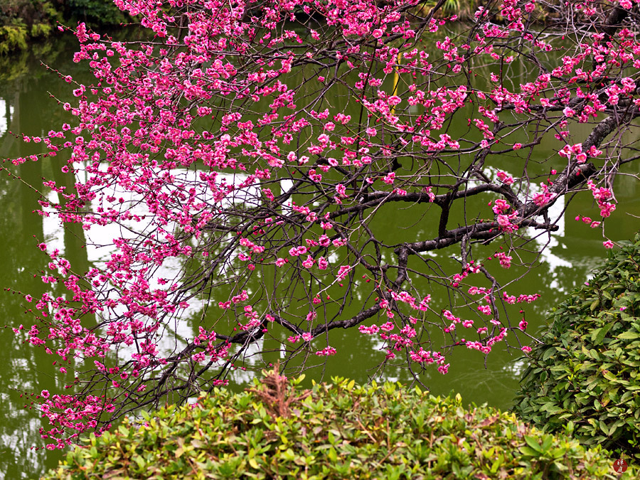 FROM THE GARDEN OF ZEN: Ume (Japanese apricot) flowers in Engaku-ji