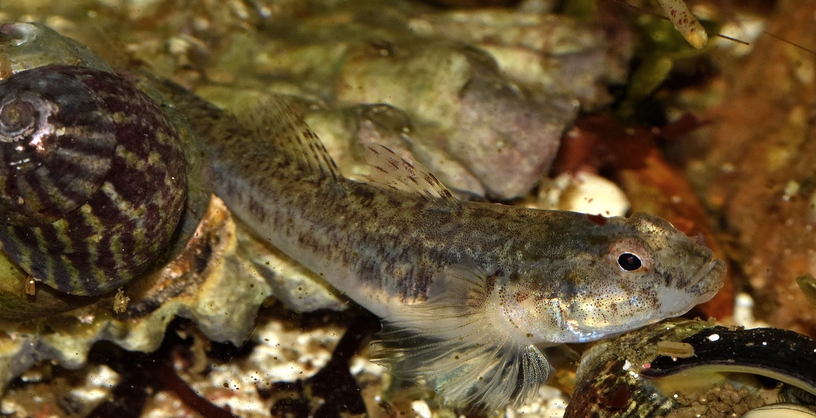 British Seashore & Rock Pool Life: Common Goby, Pomatoschistus microps