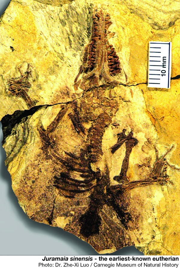 10 Makhluk Purba Nenek Moyang Hewan Masa Kini - Serba Top 10