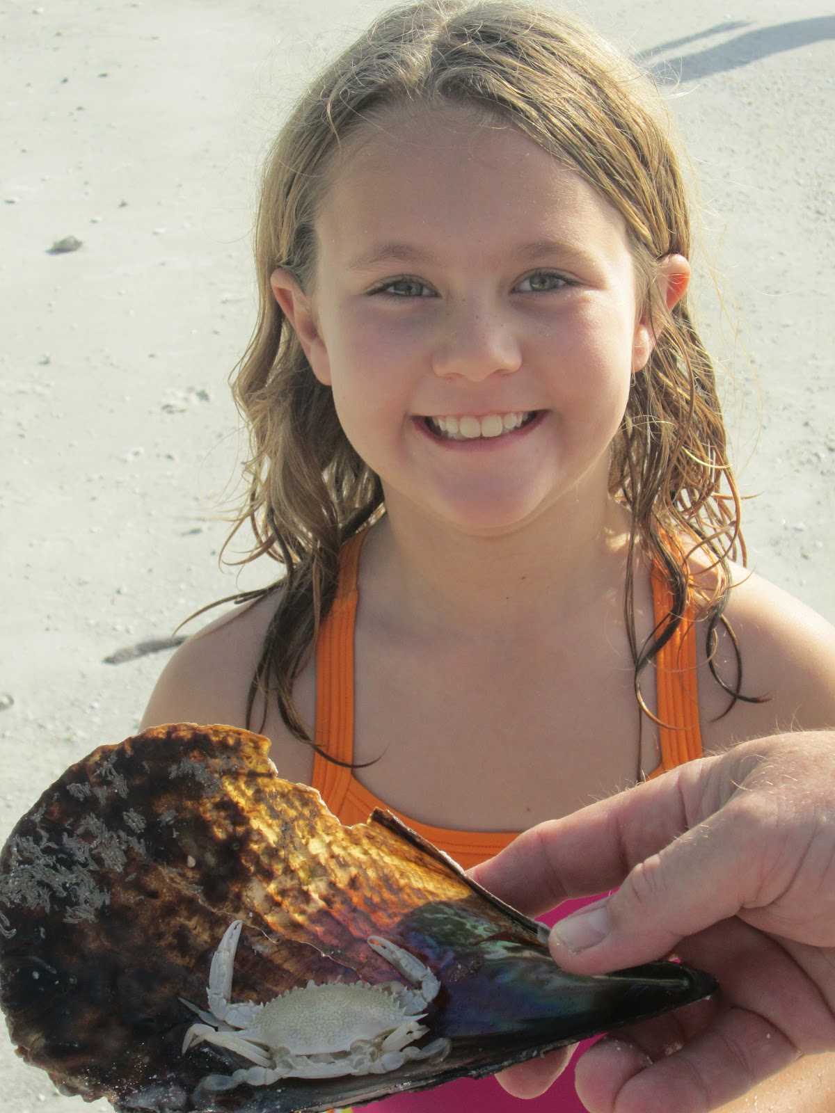 Sweeneyville: Seagull....PUNCH!