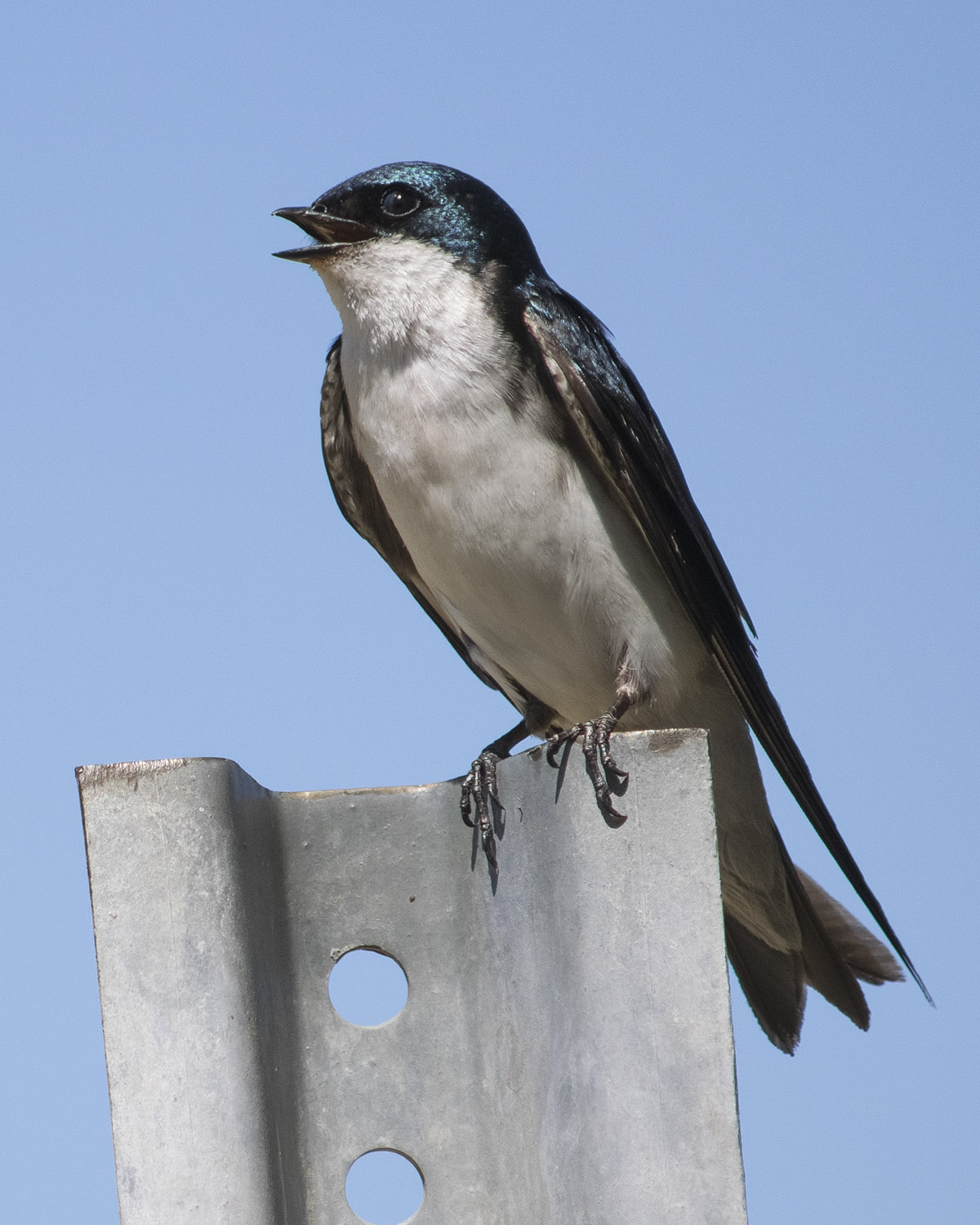 Tree Swallow ~ Rocklin Wildlife