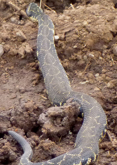 Serpent Research: Four new vipers were described in 2016