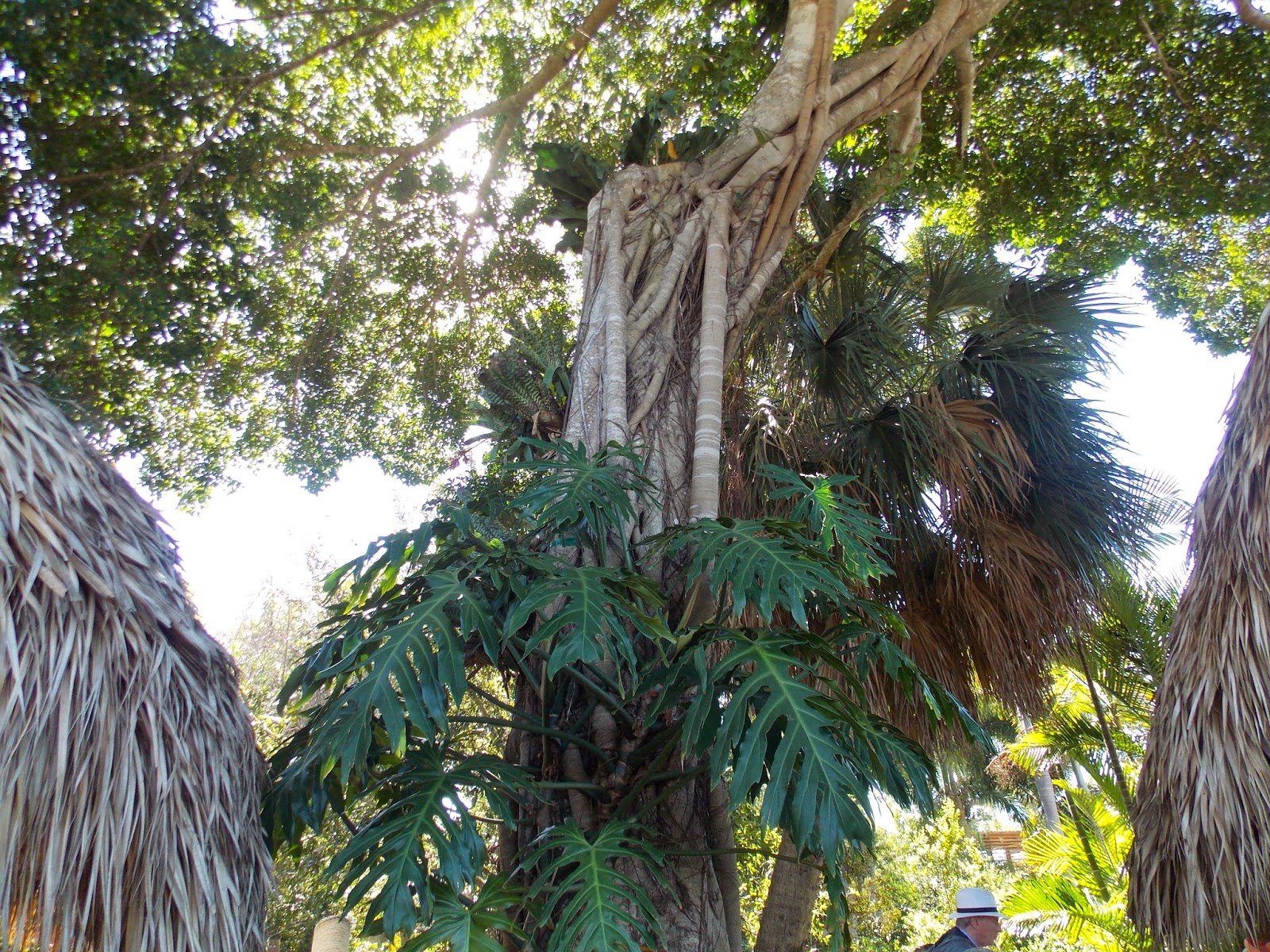 The Schramm Journey: Naples Botanical Gardens