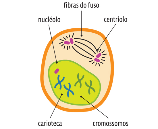 In Foco Universitário ®: Mitose e Meiose - Entenda como ocorrem as ...