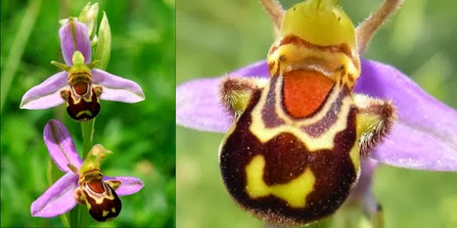 10 Bentuk Bunga Paling Unik Di Dunia